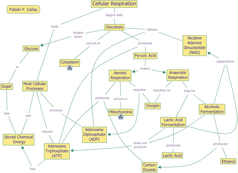 Aerobic Cellular Respiration Concept Map