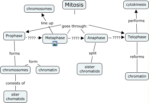 Mitosis Concept Map