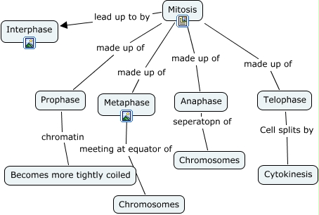 Mitosis Concept Map