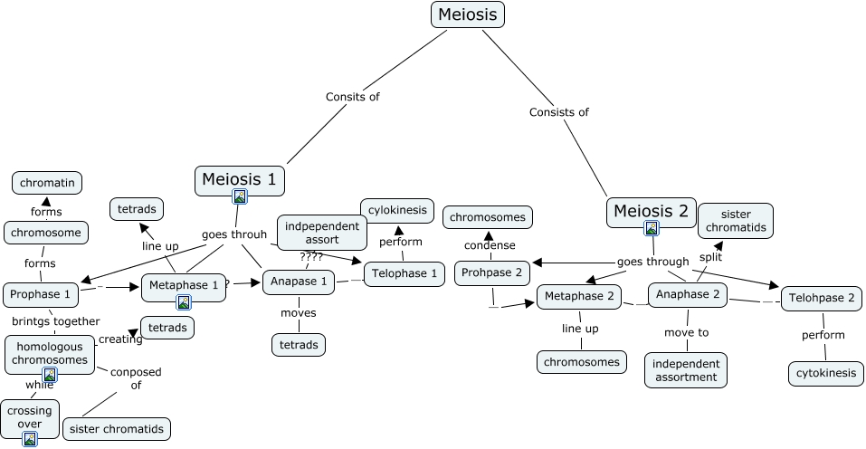 Mitosis Concept Map