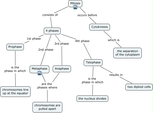 Mitosis Concept Map