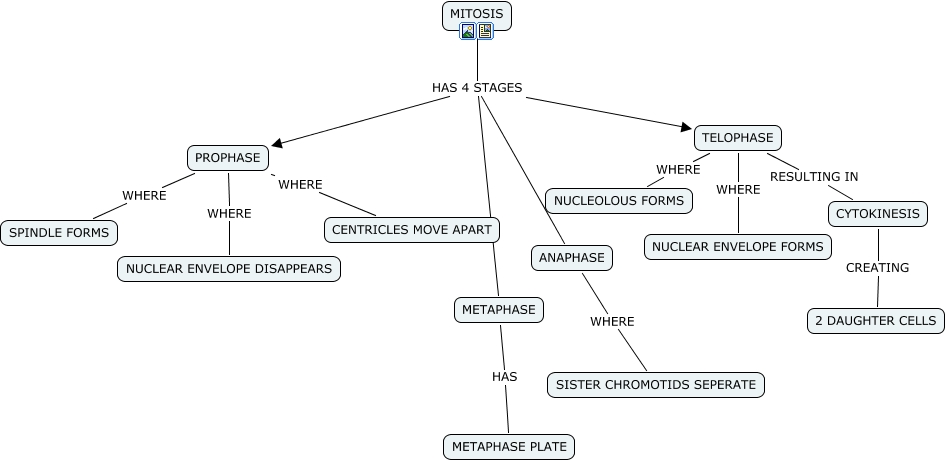 Mitosis Concept Map