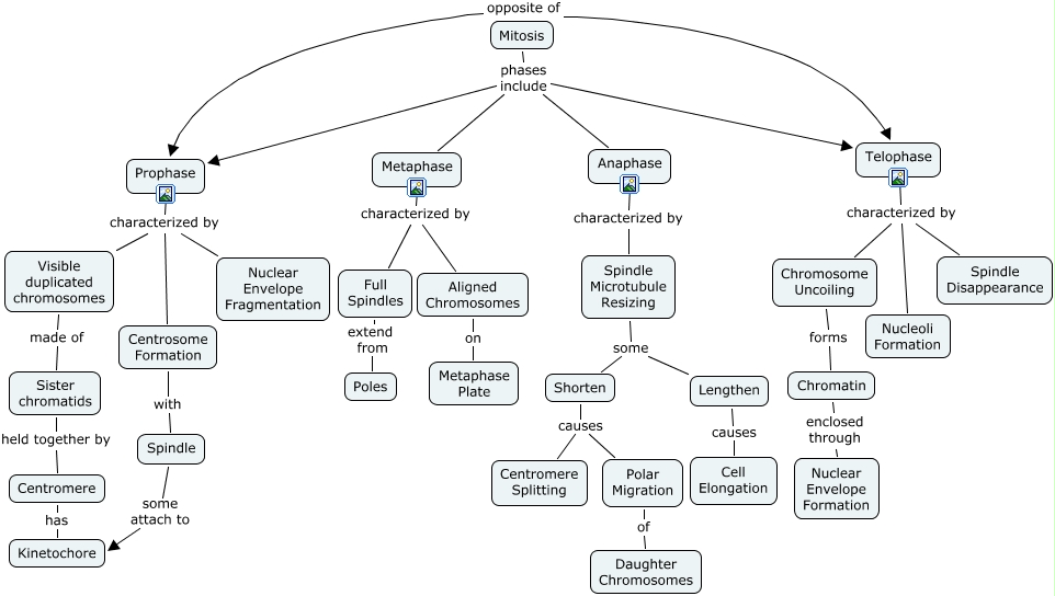 Mitosis Concept Map