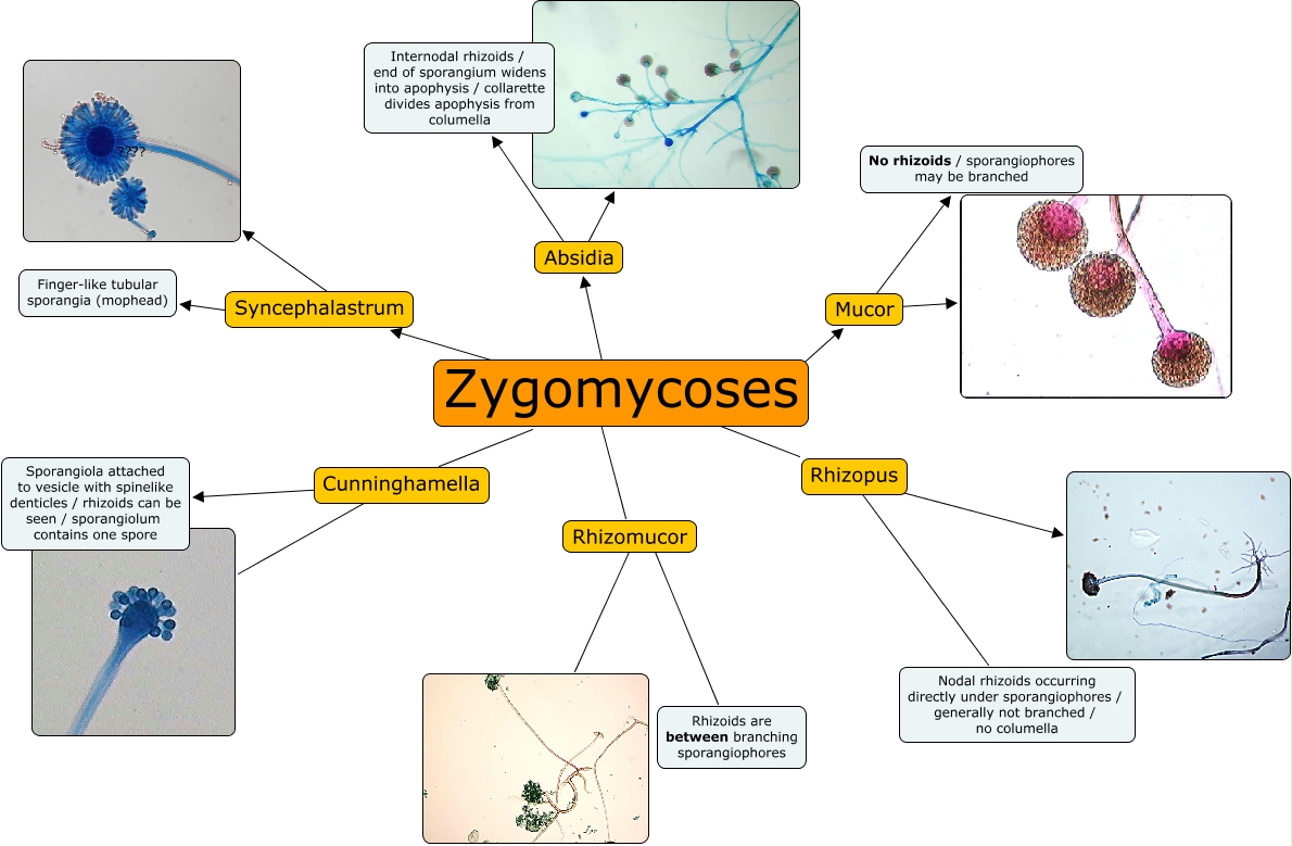 Zygomycoses