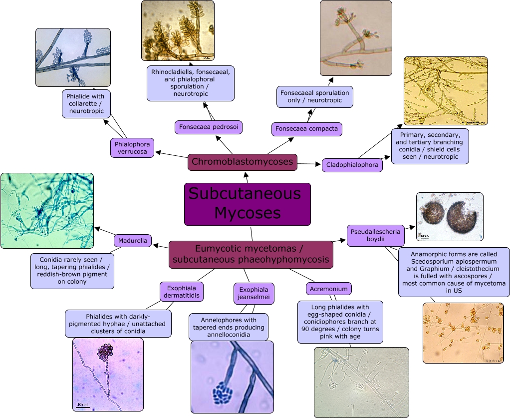 Subcutaneous Mycoses