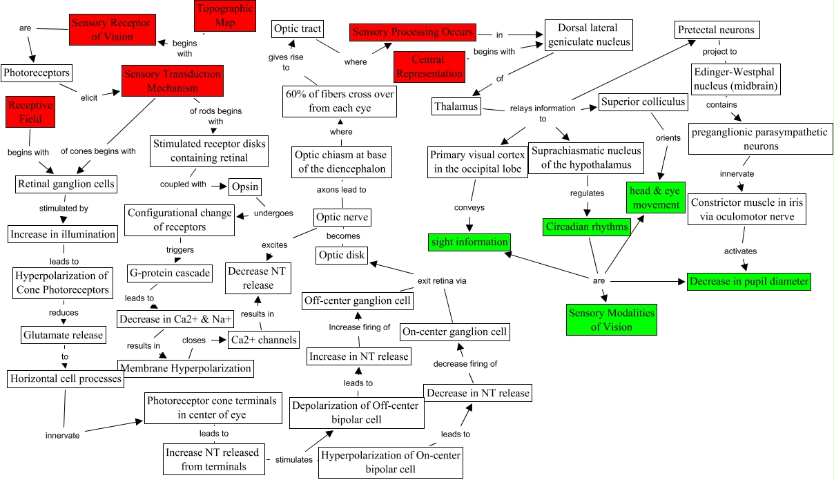 Vision Concept Map - vision pathway