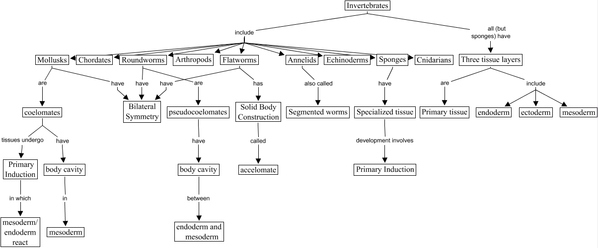 Invertebrates - INviertibrates