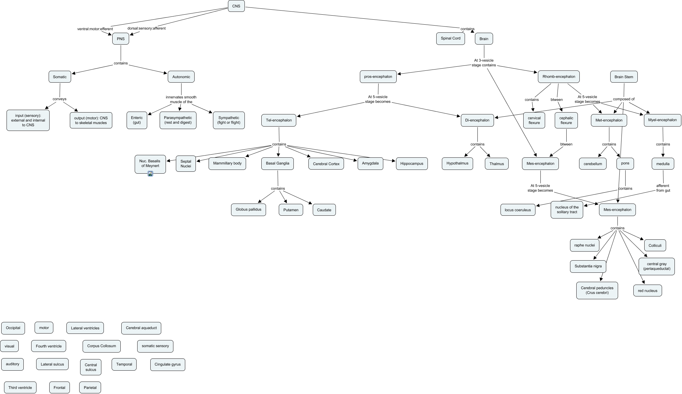 Neuroanatomy - neural map