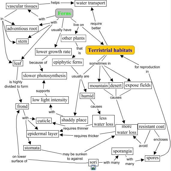 Ferns - Adaptive Features of Ferns