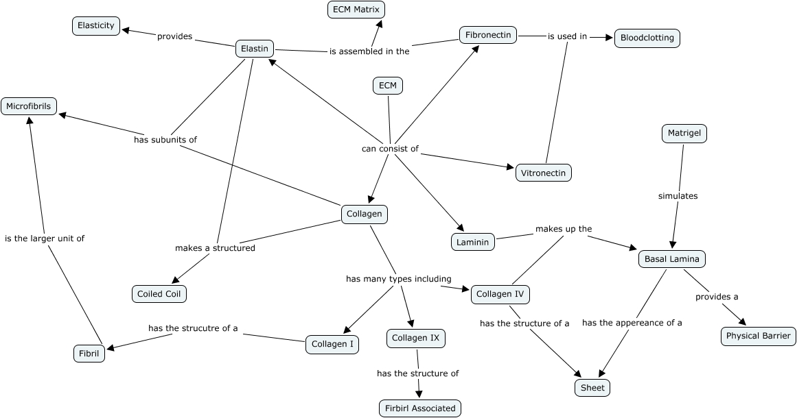 ECM Map - How do ECM proteins interact?
