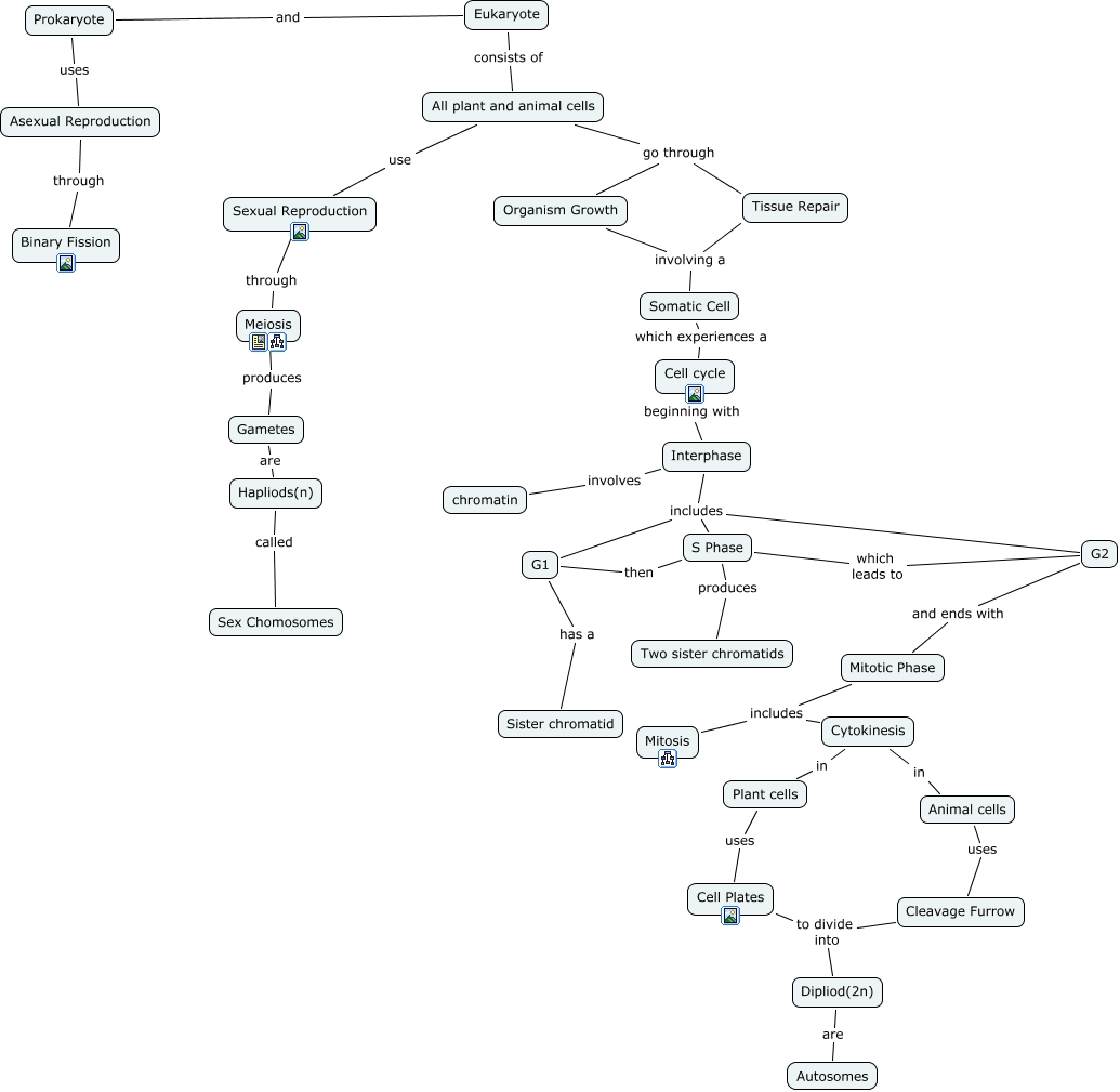 Cell Reproduction V2
