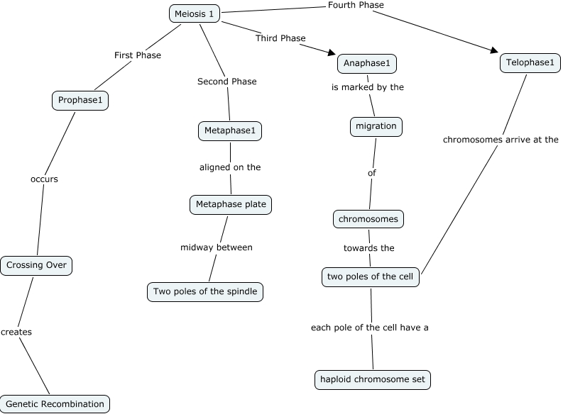 Meiosis Concept Map