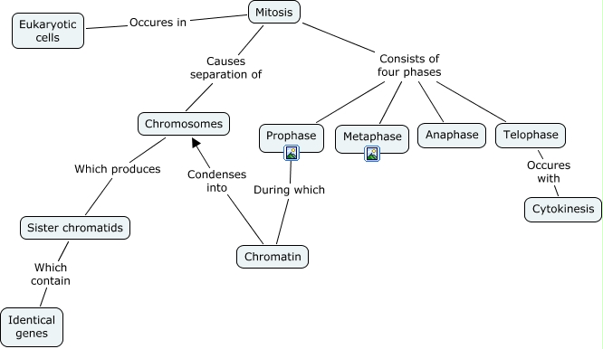 Simple Mitosis Concept Map