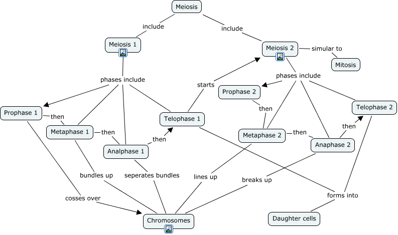 Meiosis Concept Map