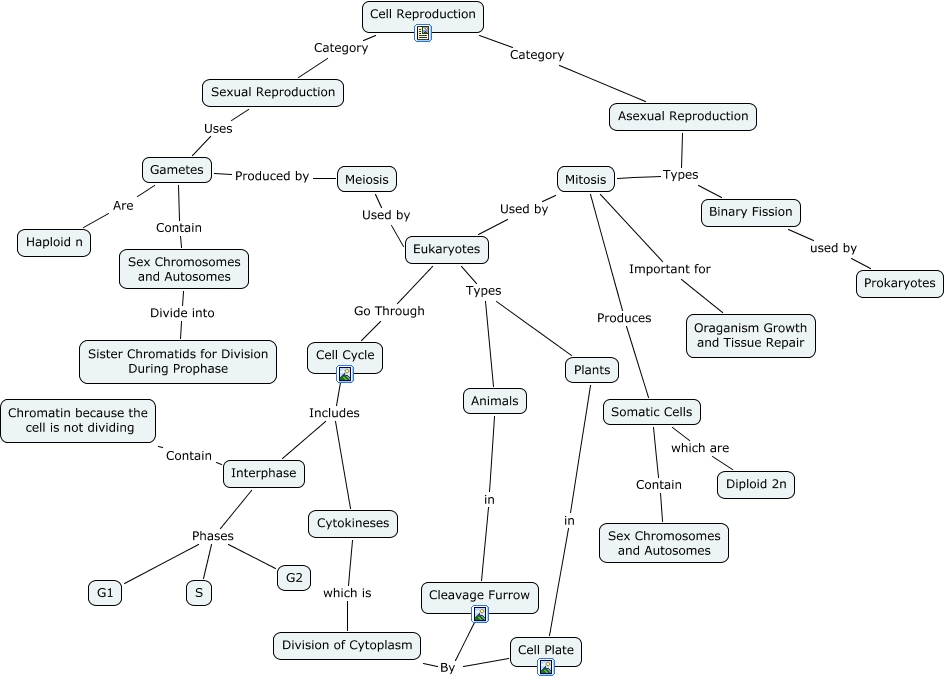 Cell Division Concept Map