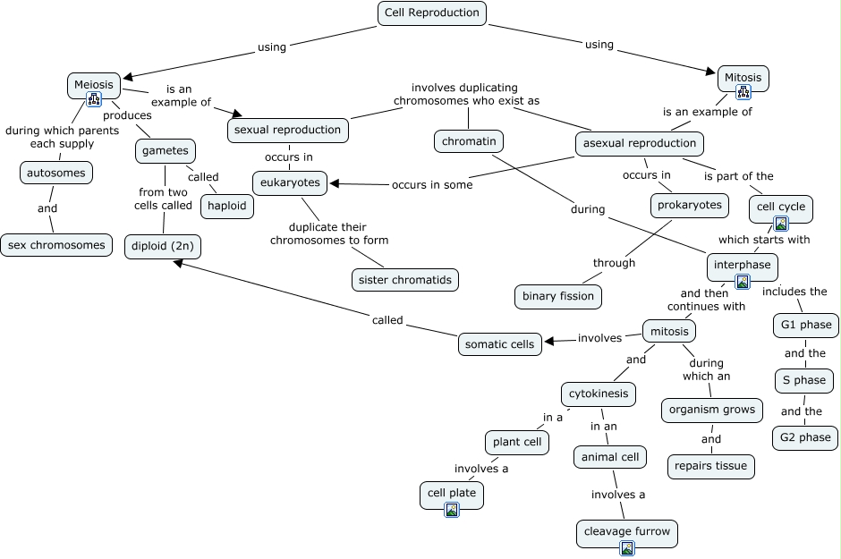 Cell Reproduction Concept Map