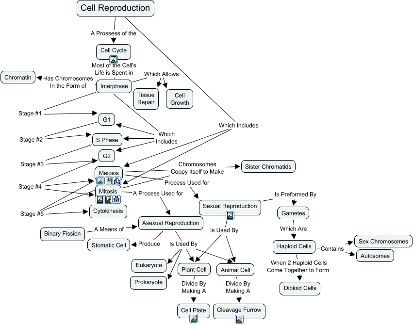 Cell Reproduction Concept Map