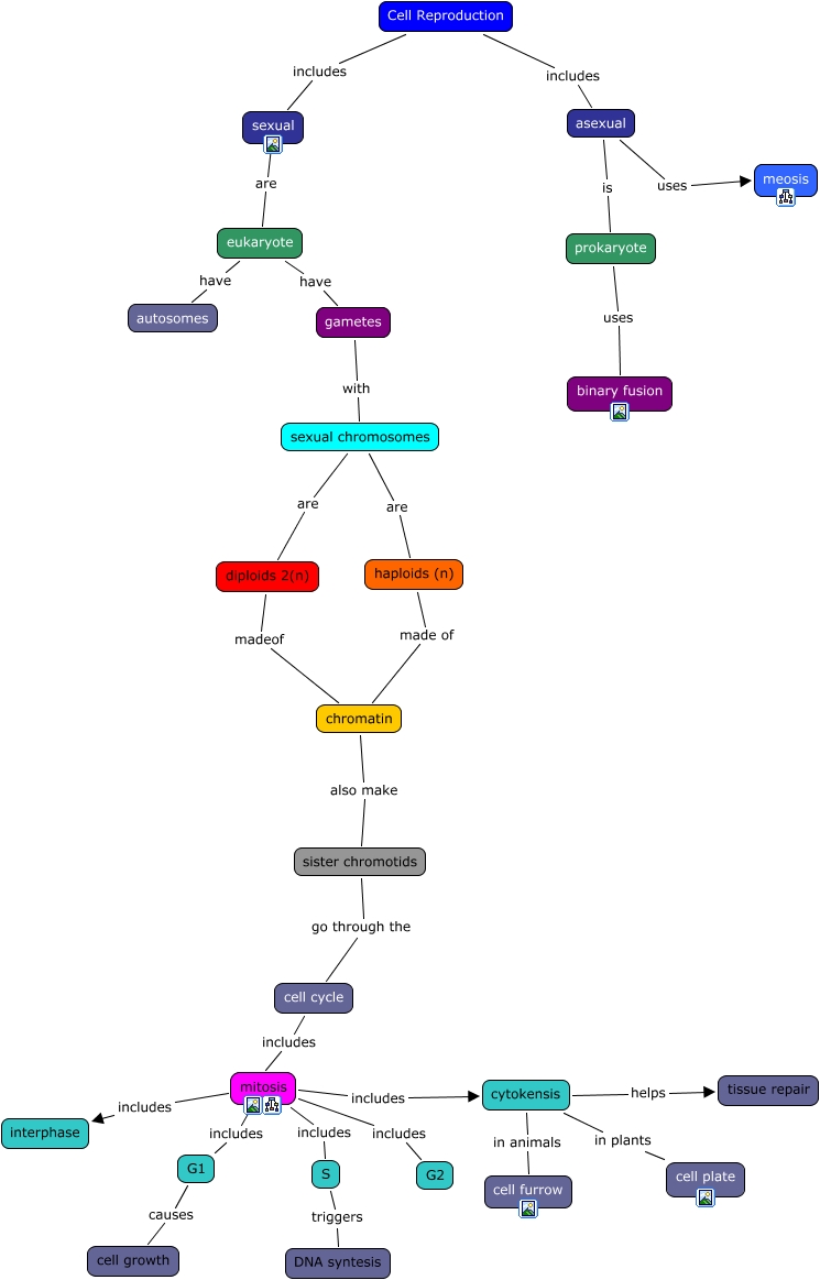 Cell Reproduction Concept Map