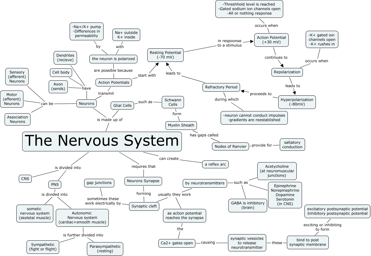 nervous system