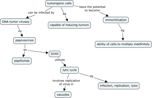 Chapter 3-4 - How do viruses containing DNA induce cancer?