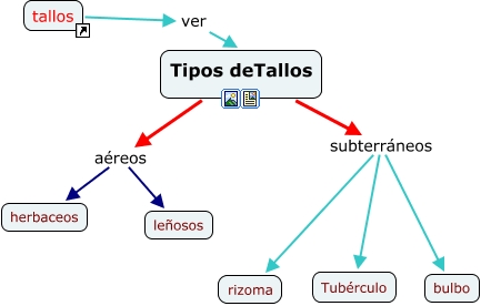 tallos - tipos de tallos