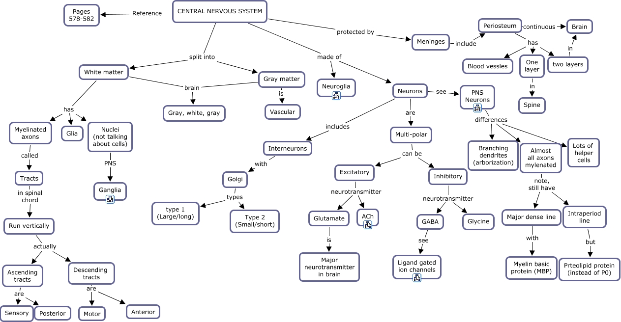 Nervous System Concept Map