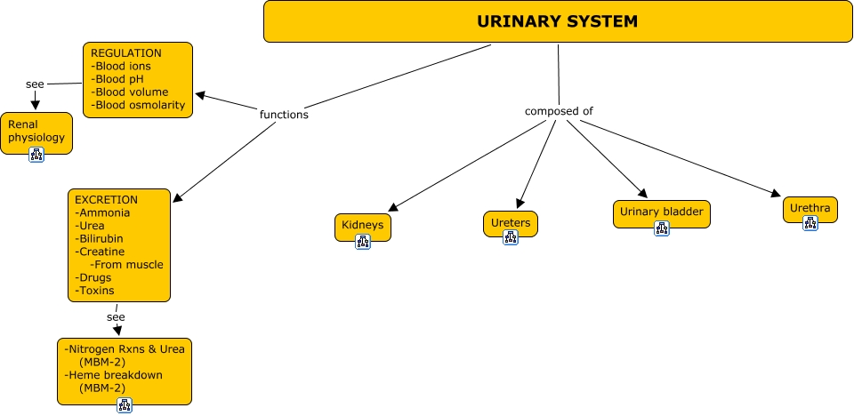 Urinary System Concept Map