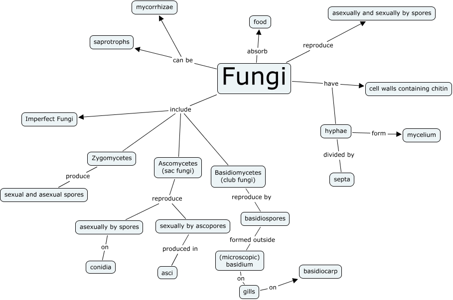 fungi