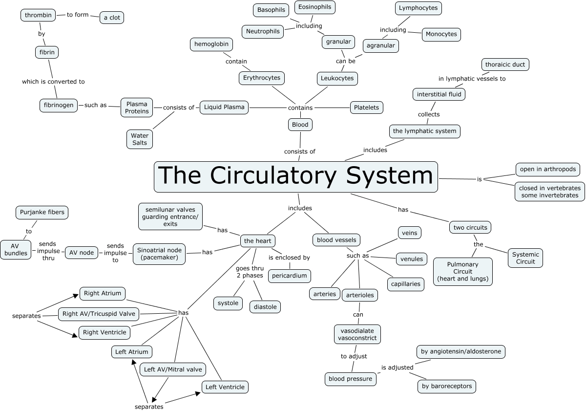 circulatory system
