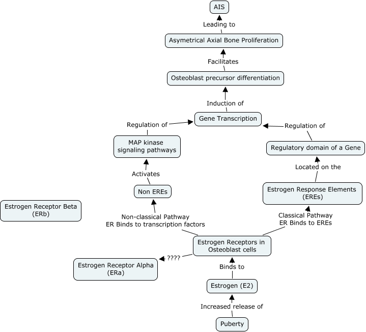 Estrogen Receptor Signaling Pathway