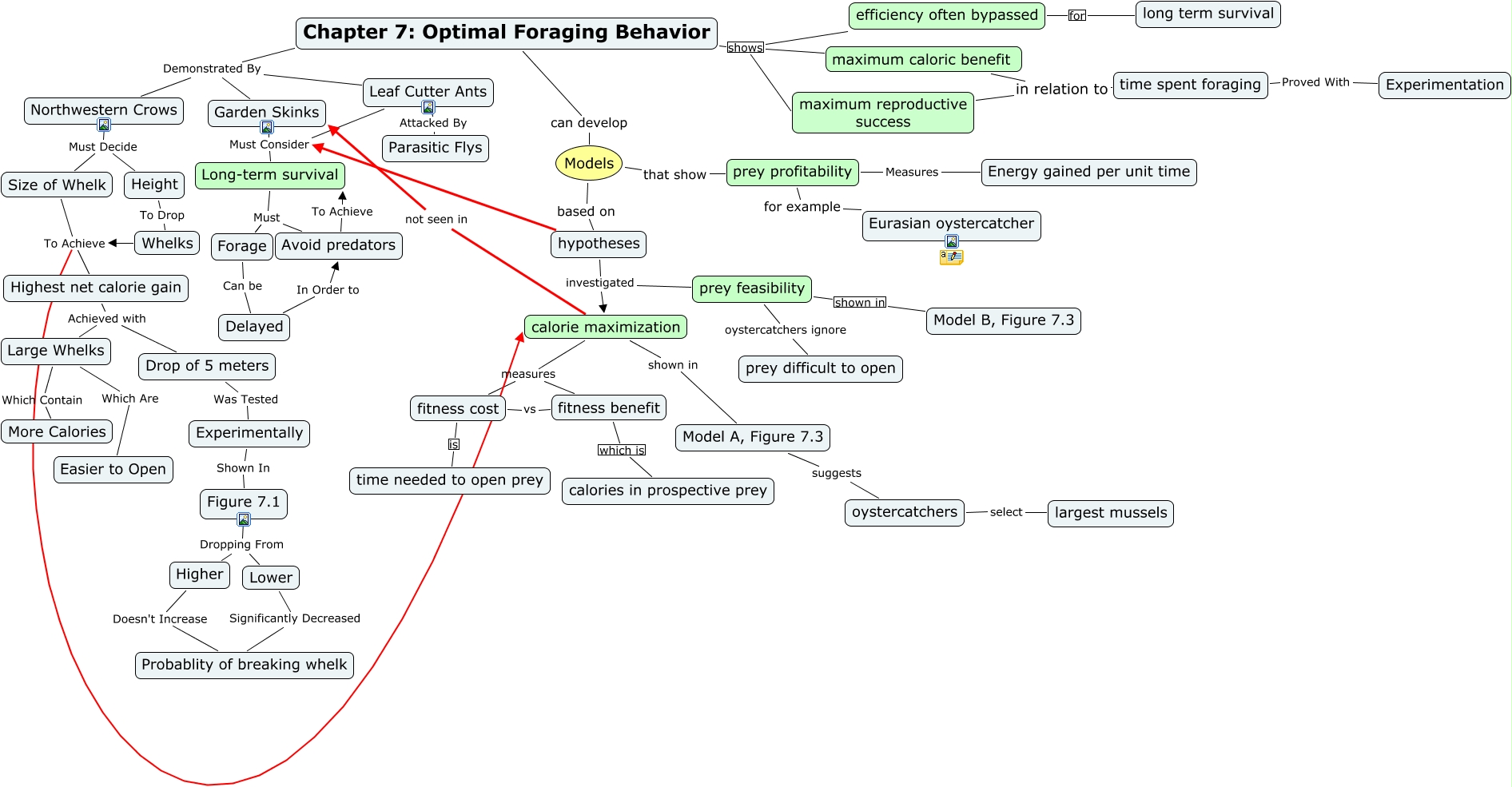Optimal Foraging Behavior Preyanka and Tanya Final