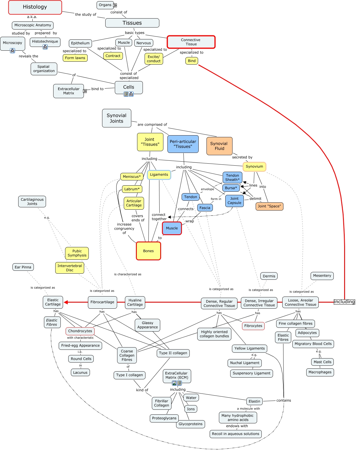 What Is Connective Tissue Explain Their Types Structure