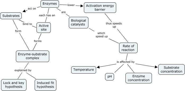 Enzymes