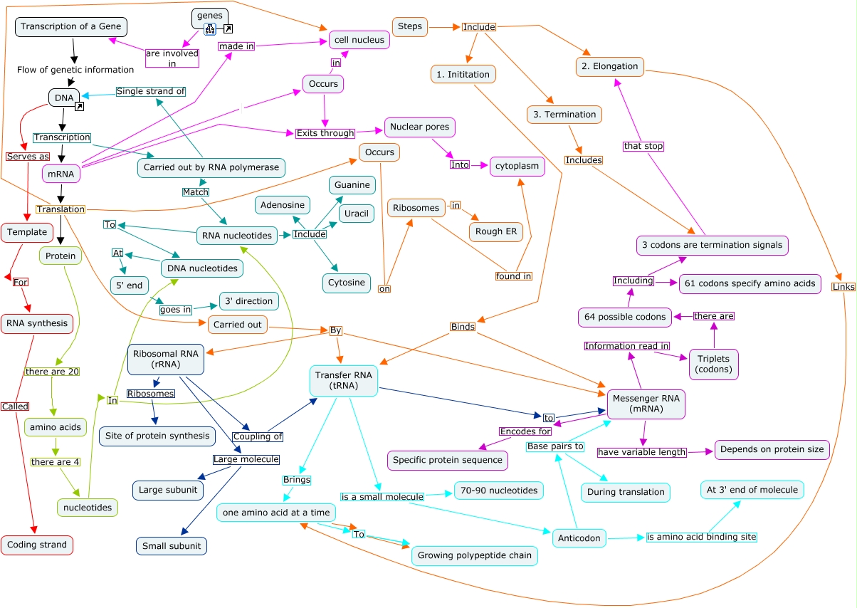 transcription - process
