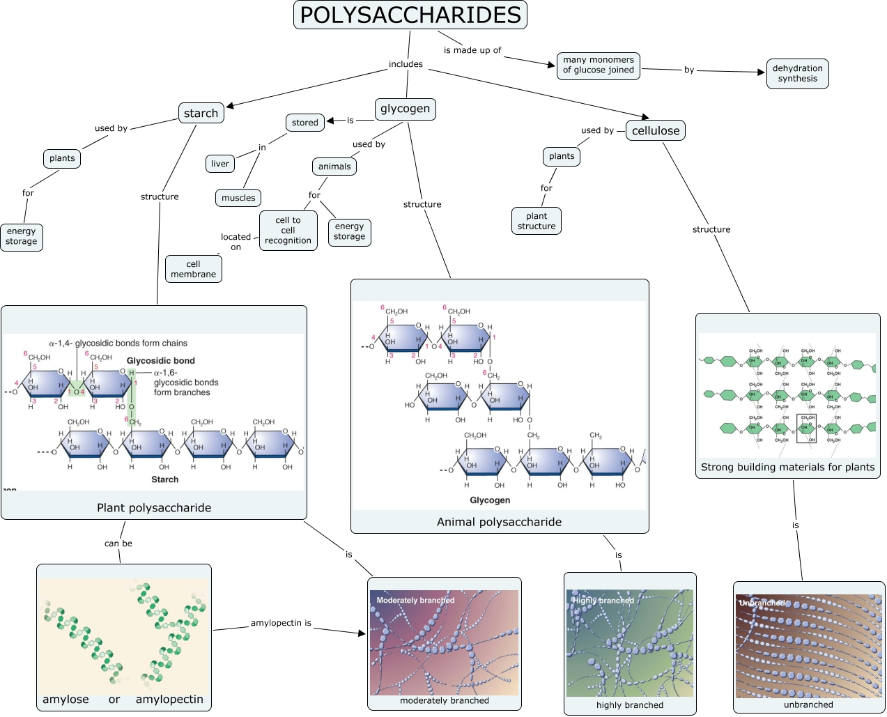 polysaccharide - hormonal
