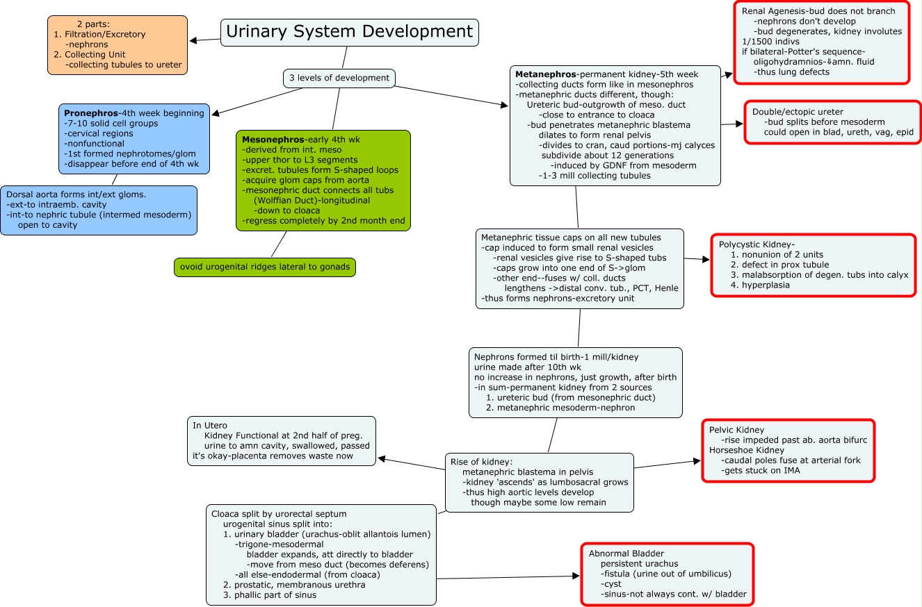 Urinary System Concept Map