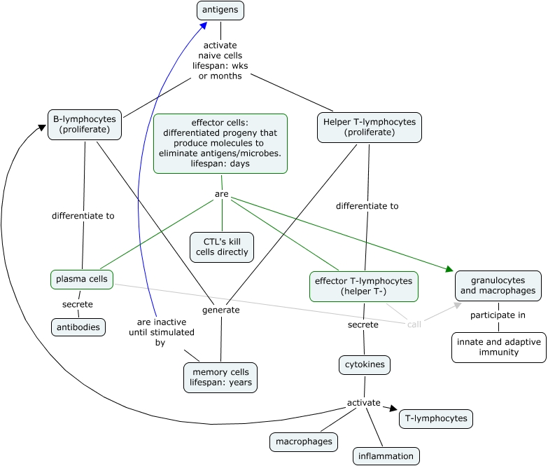 intro - lymphocyte life stages