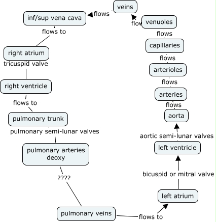 systemic blood flow - Trace the path of the flow of a drop of blood