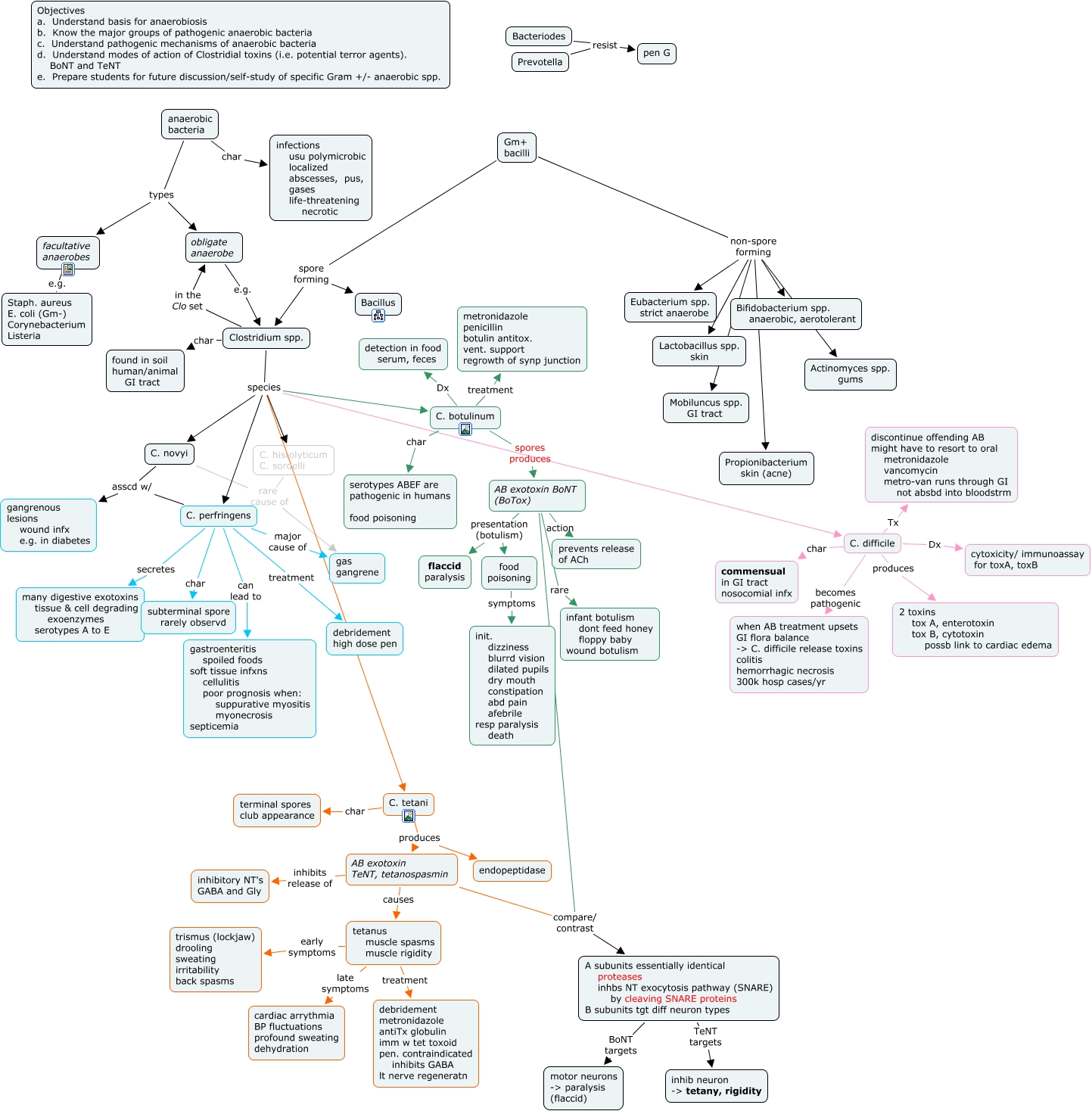 Bacteriology 6 gram positive bacilli anaerobes