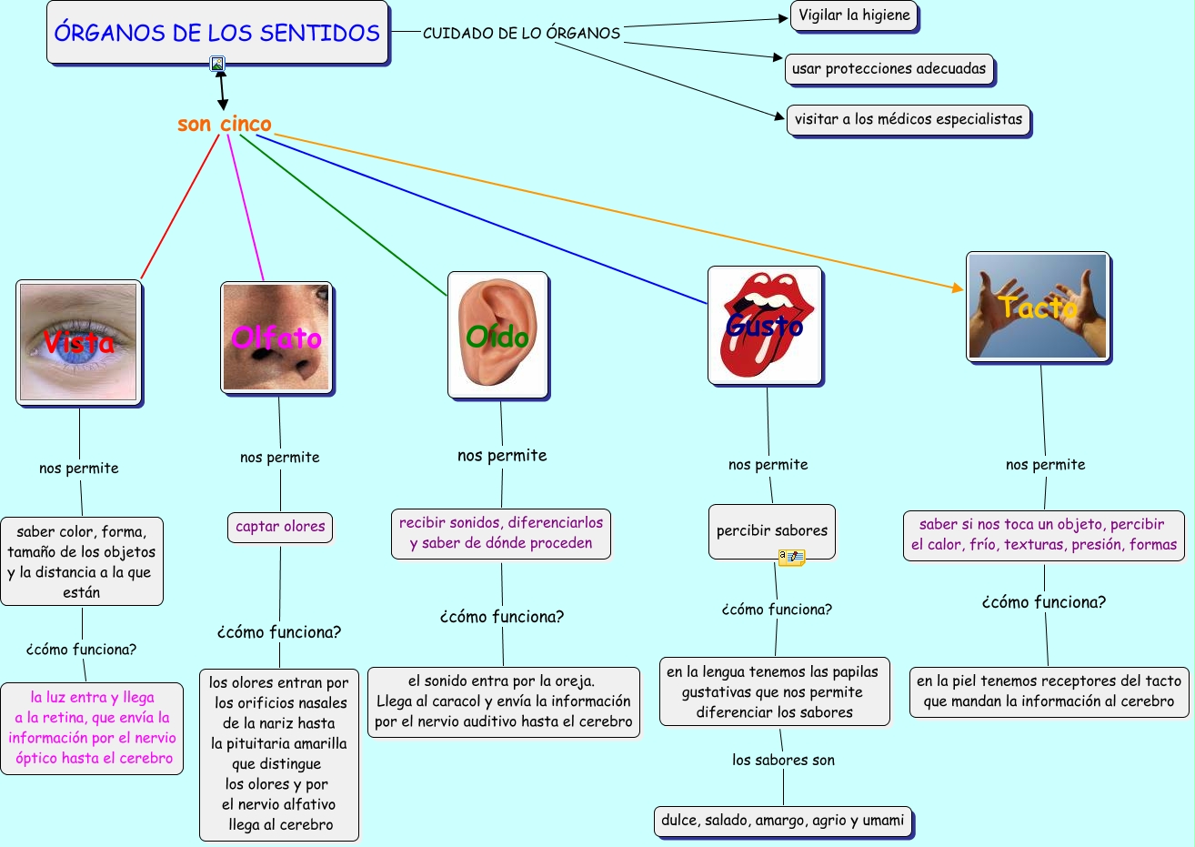 ORGANOS DE LOS SENTIDOS - cuales son los organos de los sentidos