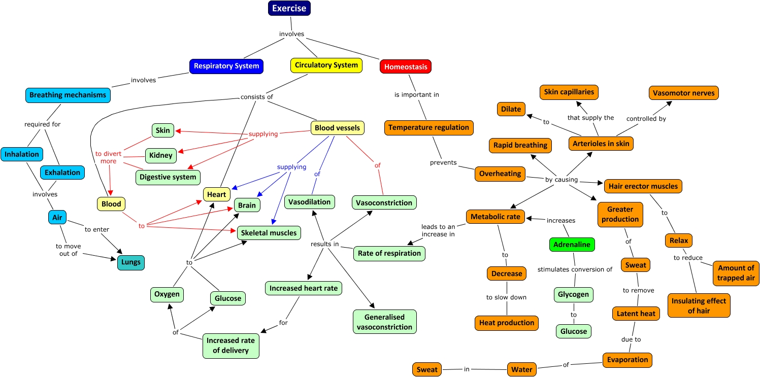 Human body processes that occur during exercise 2