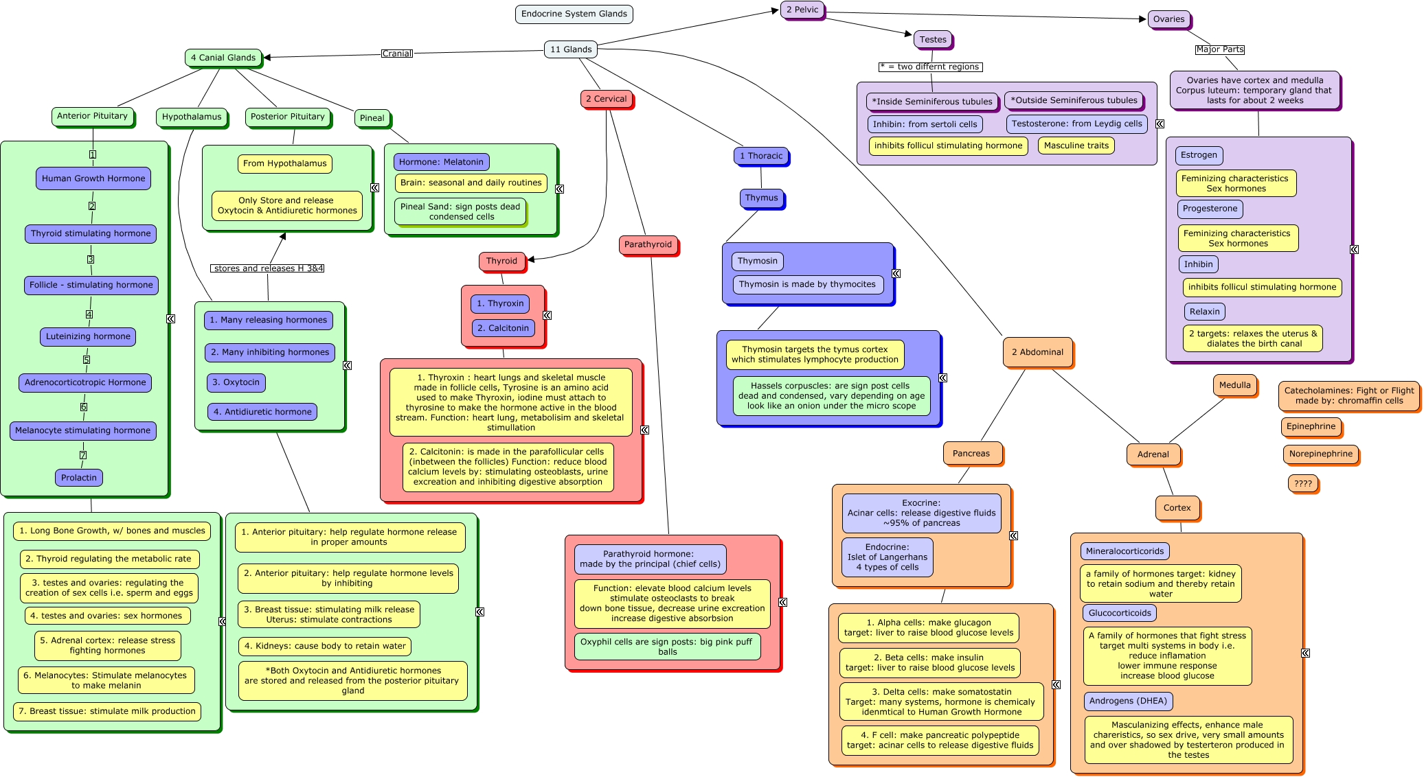 Endocrine System Concept Map