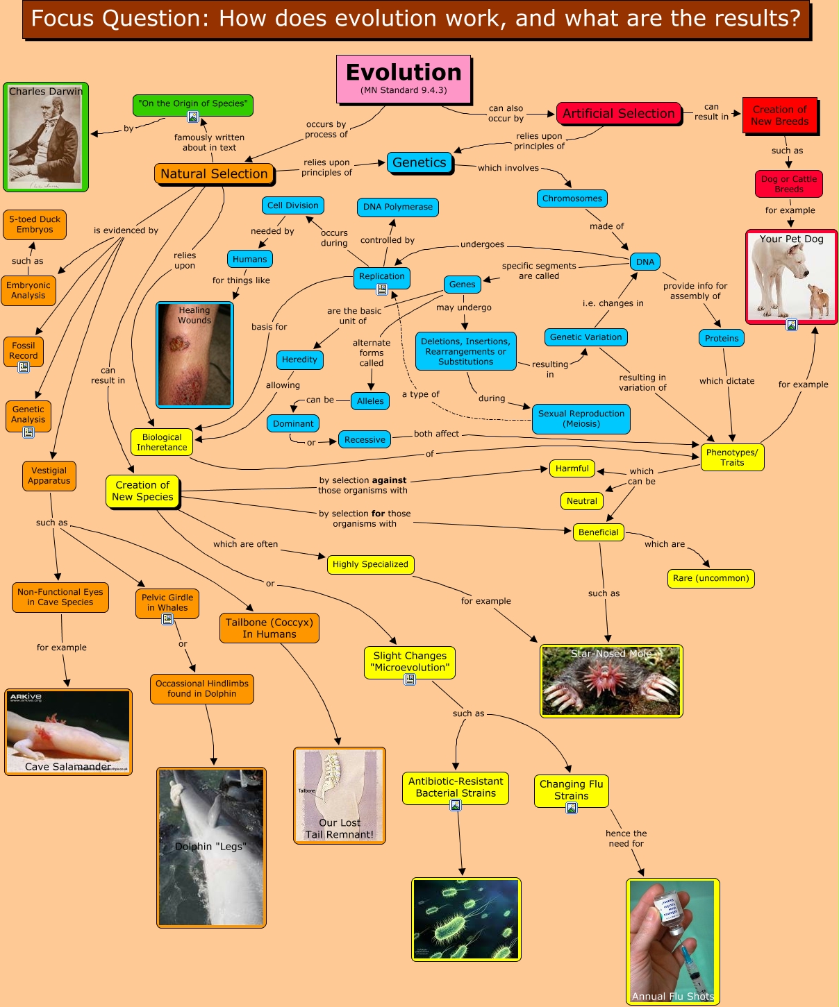 Evolution - How does Evolution work (especially genetically)?