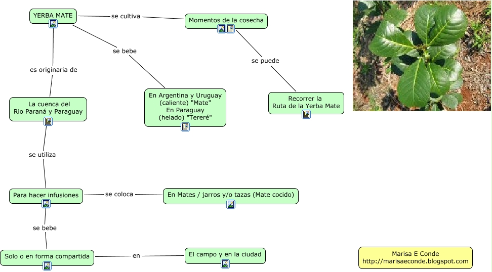 yerba mate - ¿Qué es la Yerba Mate?