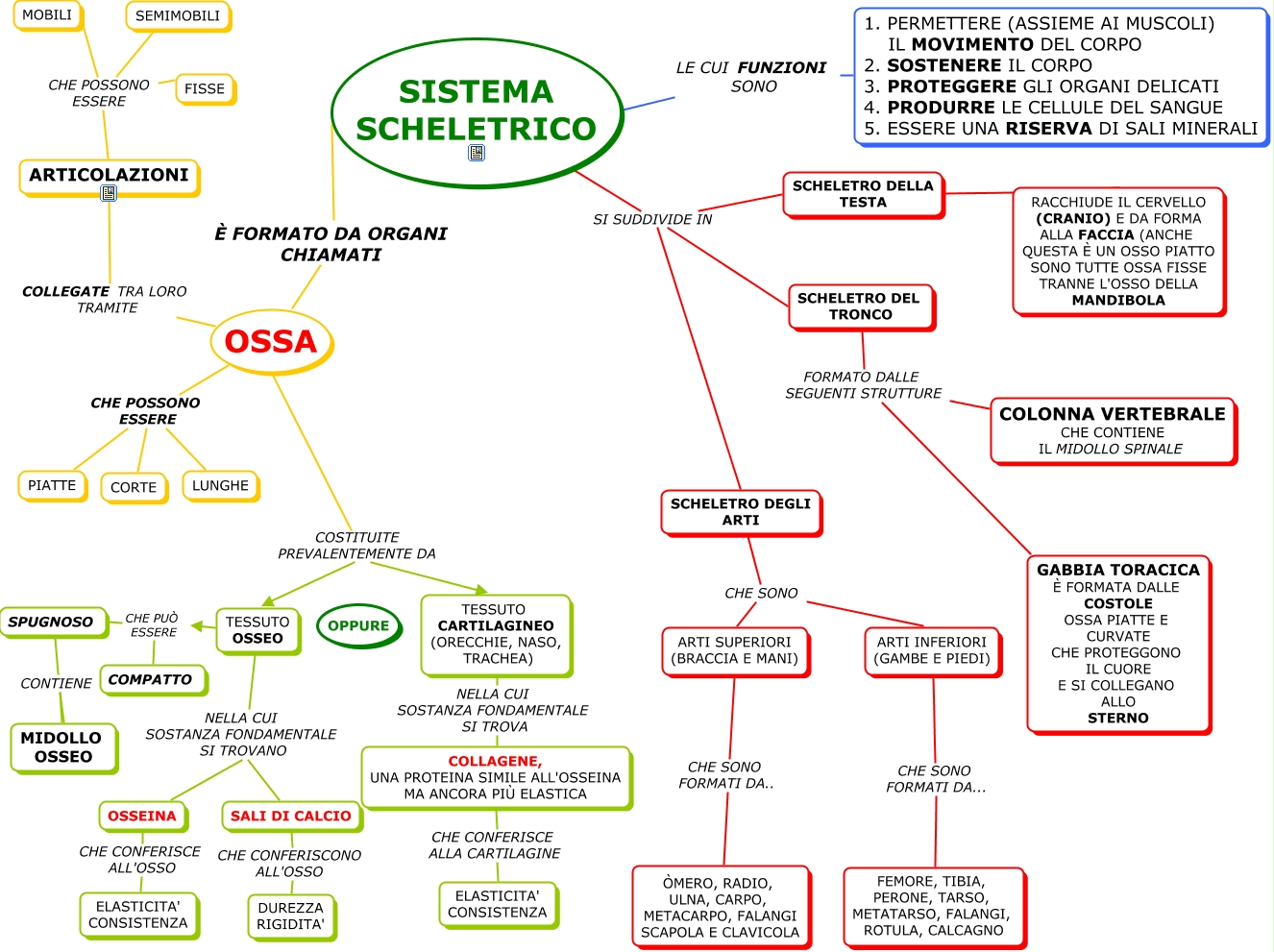 scienze - sistema scheletrico totale - Mappa Concettuale