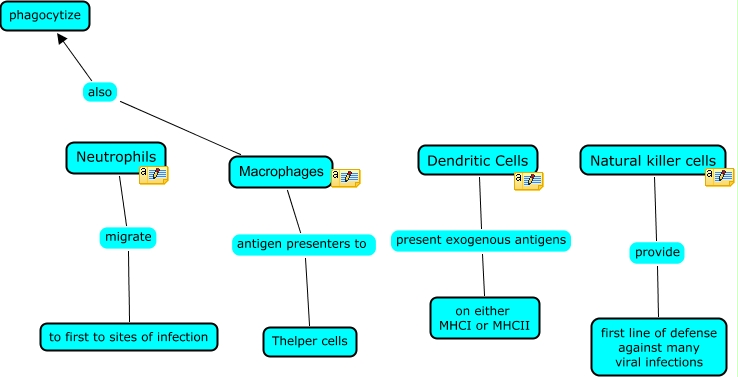 types of innate immunity