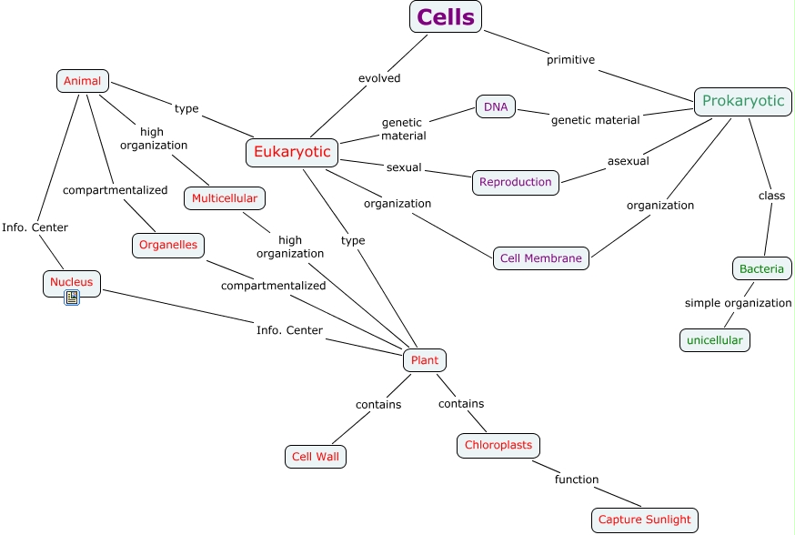 Woker Draft, Cells