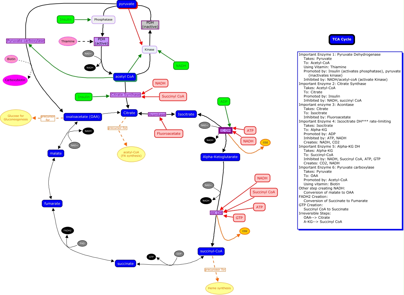 TCA Cycle Regulation