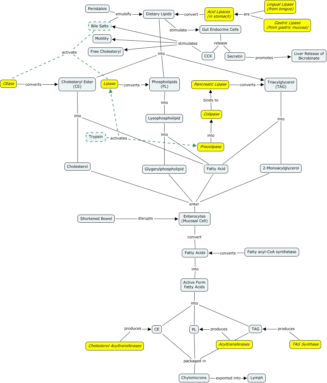 Lipid Metabolism