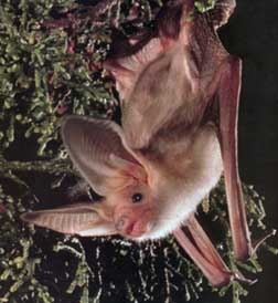 Choi Coughlin Bat Sensory 1 - How do bats sense their world
